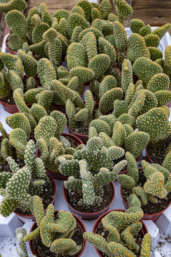 Cactus in a small pots stock photo. Image of white, potted - 276045258