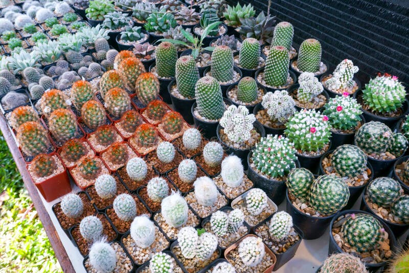 Cactus Small There are Many Varieties in a Pot. Stock Image - Image of ...