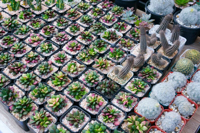 Cactus Small There are Many Varieties in a Pot. Stock Image - Image of ...