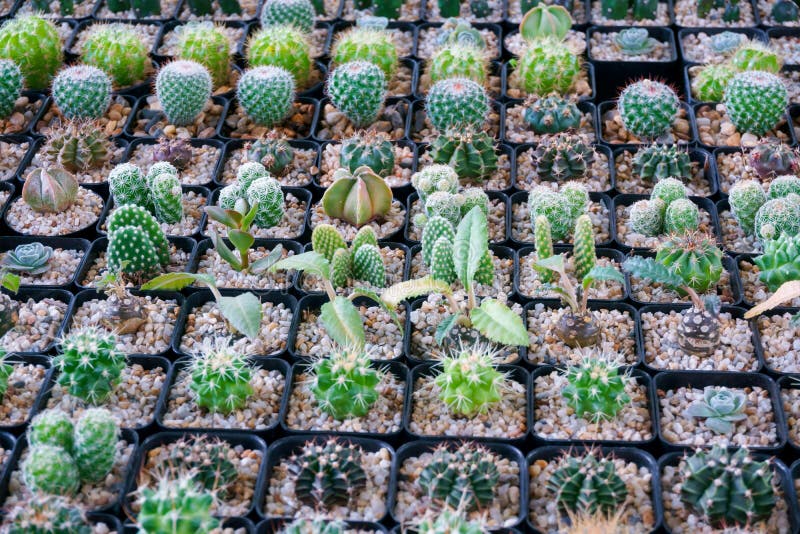 Cactus Small There are Many Varieties in a Pot. Stock Photo - Image of ...