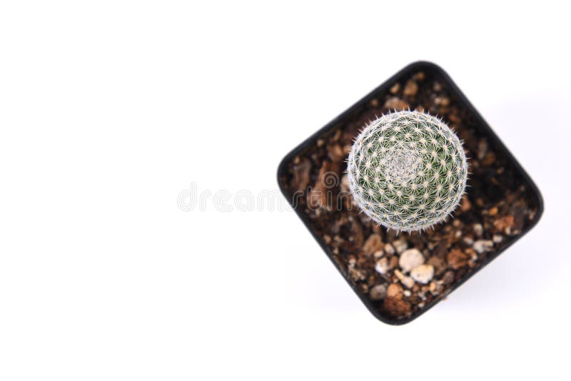 Cactus in a Small Torn Pot on a White Background. Stock Image - Image ...