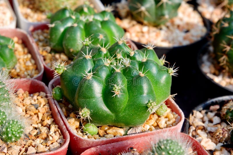 Cactus, Small Tree Looks Cute. Stock Photo - Image of background, looks ...