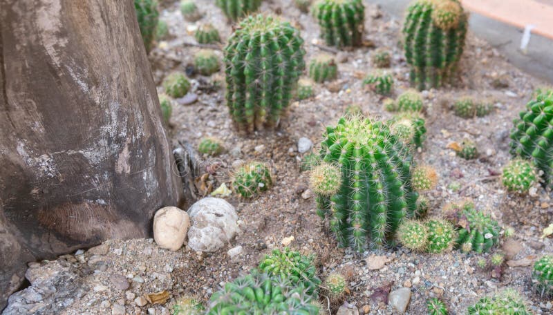 The cactus small tree. stock photo. Image of environment - 113556266