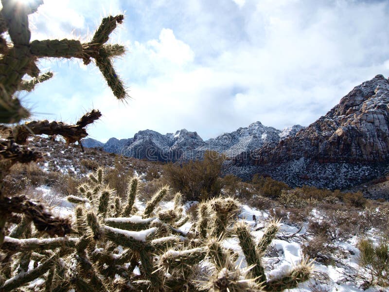 Snow-covered cactus stock image. Image of snow, white - 10374089