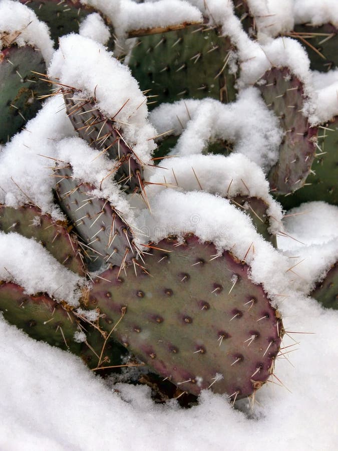 Cactus in Snow stock photo. Image of snow, weather, succulent - 32973590