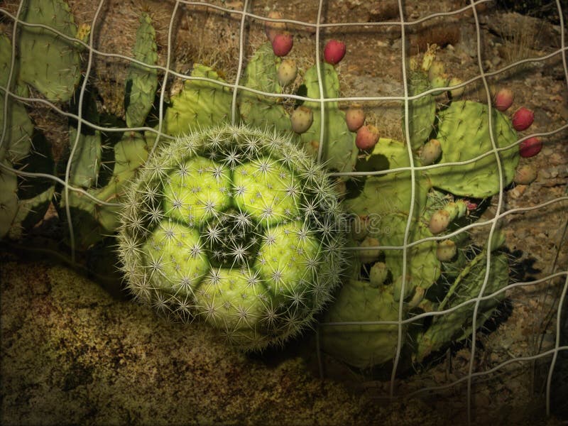 Cactus Soccer Ball stock illustration. Illustration of sport - 28514439