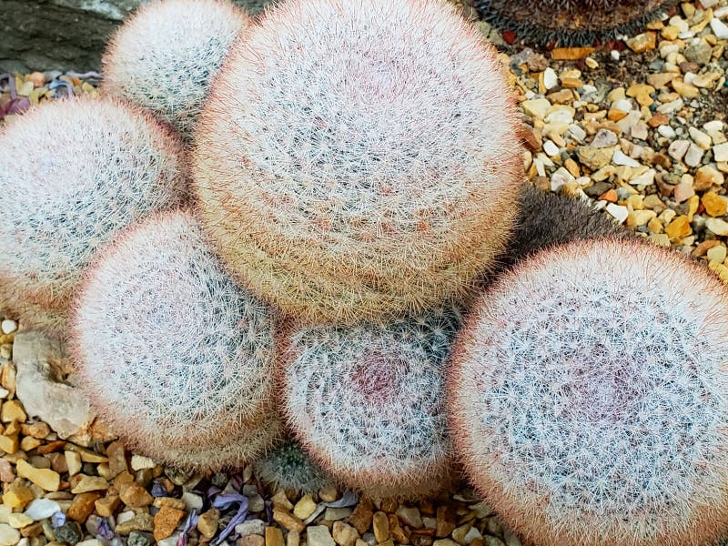 Cactus stock photo. Image of furry, soft, cactus, bunch - 135380124