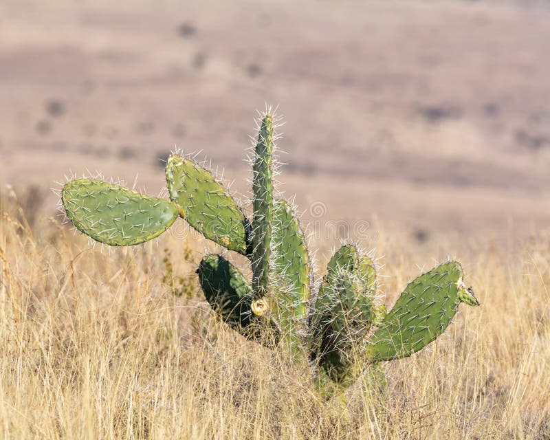 Cactus in African savanna stock image. Image of cactus - 24792393
