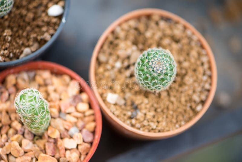 Cactus sp. in flower pot stock image. Image of interior - 249672615