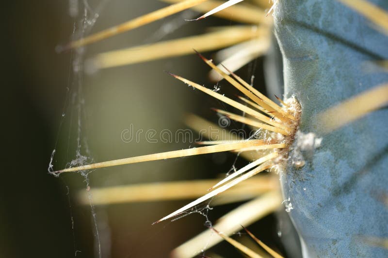 A cactus and spider web stock photo. Image of green - 107036016
