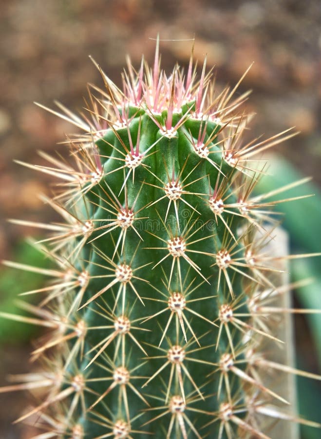 Cactus spike stock image. Image of plant, orange, unusual - 11463341