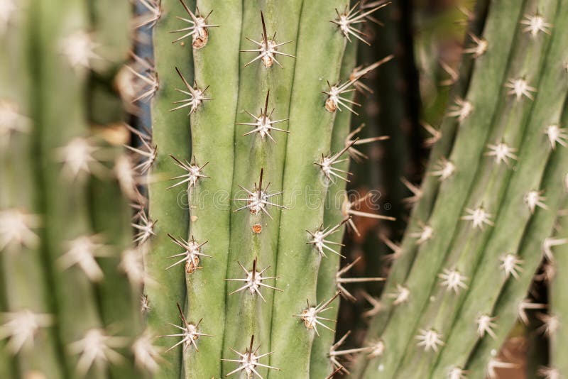 Cactus of Spike with Texture. Stock Image - Image of plant, life: 123612169