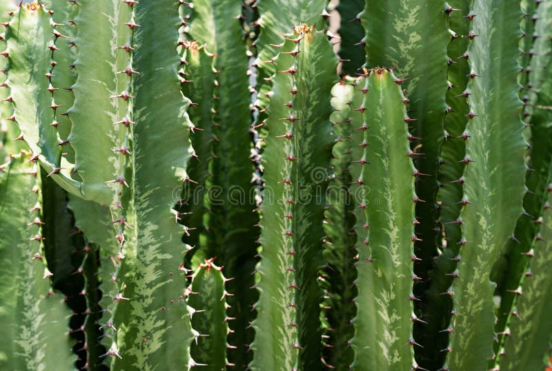 Cactus Spiked. Cactus Backdround, Cacti Design or Cactaceae Pattern. Stock Photo - Image of ...