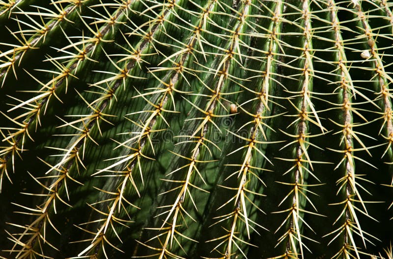 Cactus Spiked. Closeup Cactus Backdround, Cacti or Cactaceae Pattern ...