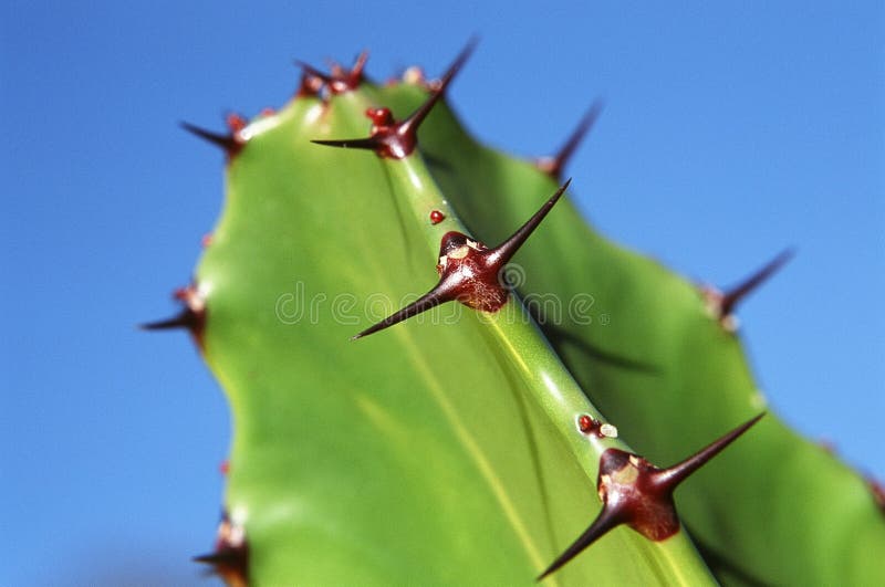 Cactus Spikes stock photo. Image of spike, cactus, insect - 3547286