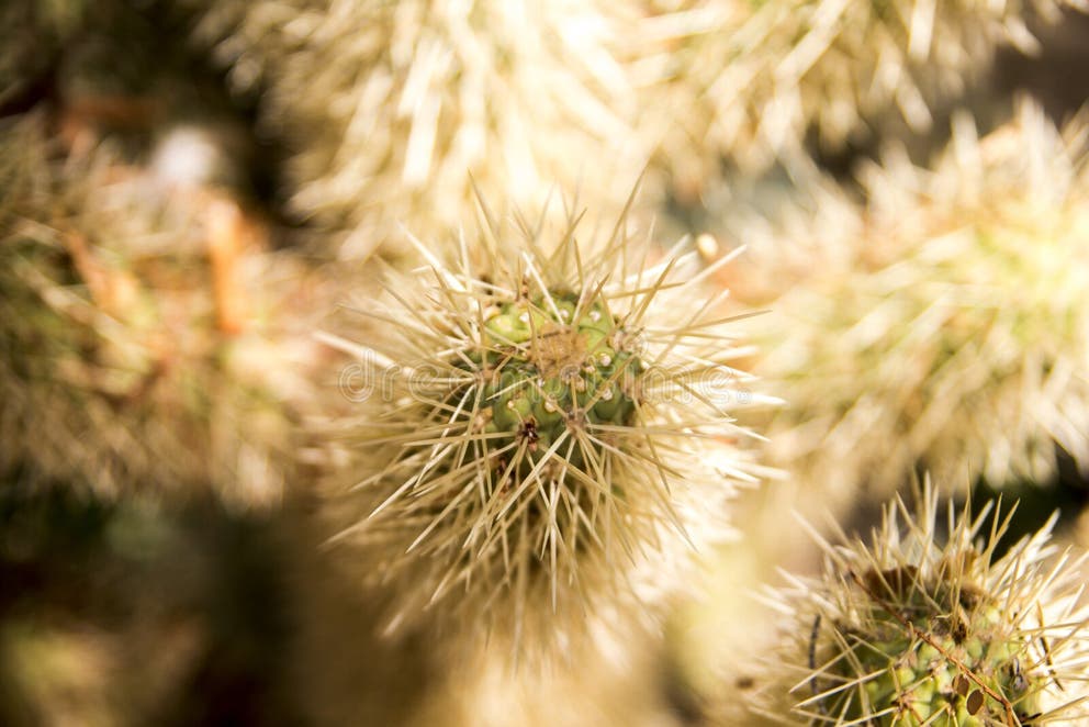 Cactus Spikes and Spines Close Up Stock Photo - Image of spine, botany ...