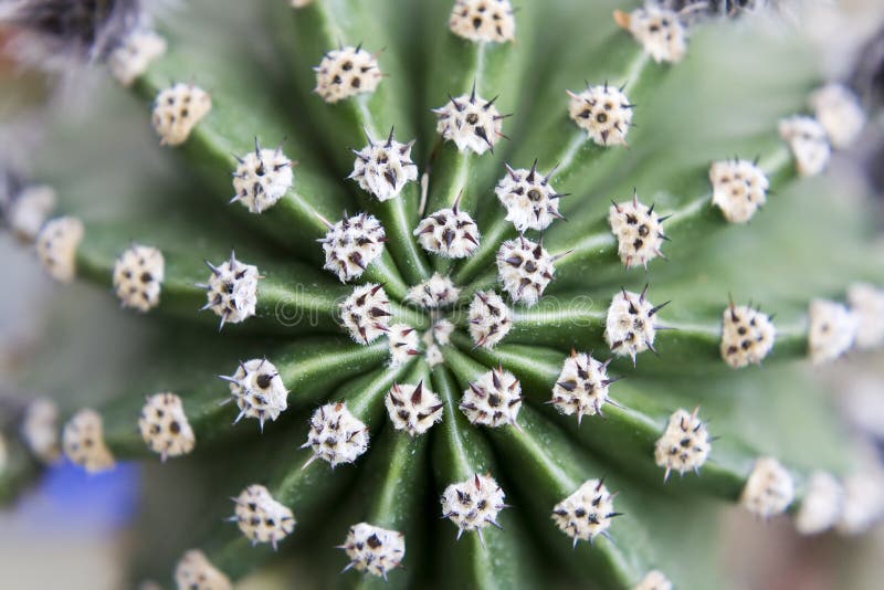 Cactus spiky stock image. Image of spiky, closeup, green - 32189407