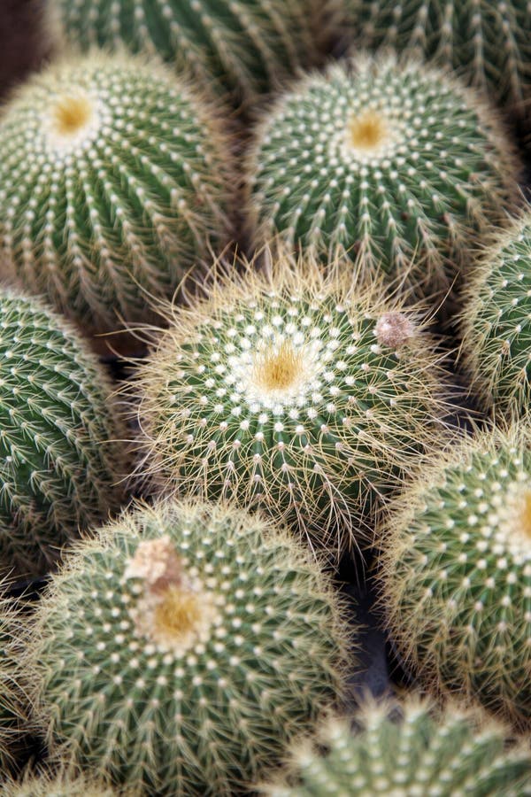 Cactus Spiky Succulent Green Plants Stock Photos - Download 764 Royalty ...