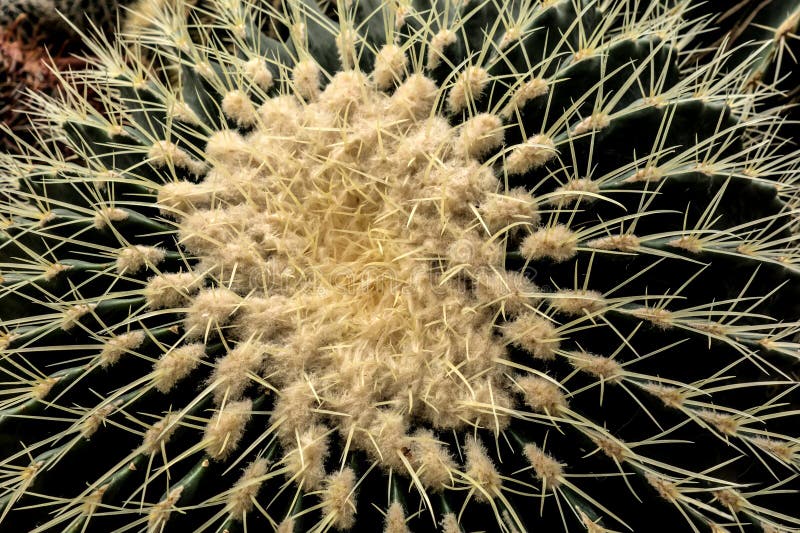 Cactus Spine Pattern Close-up Stock Photo - Image of growth, ridge ...