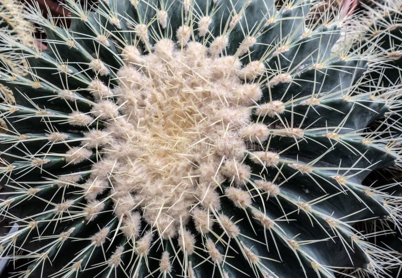 Cactus Spine Pattern Close-up Stock Photo - Image of life, growth ...