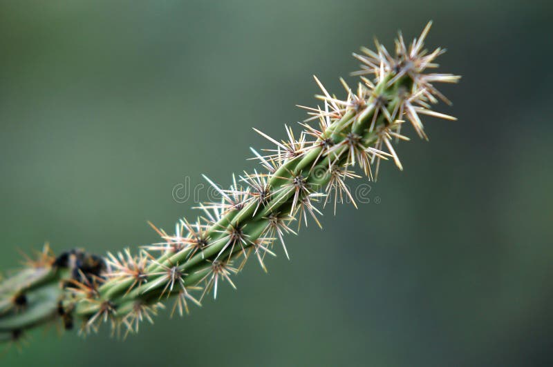 Cactus Spines Picture. Image: 1203440