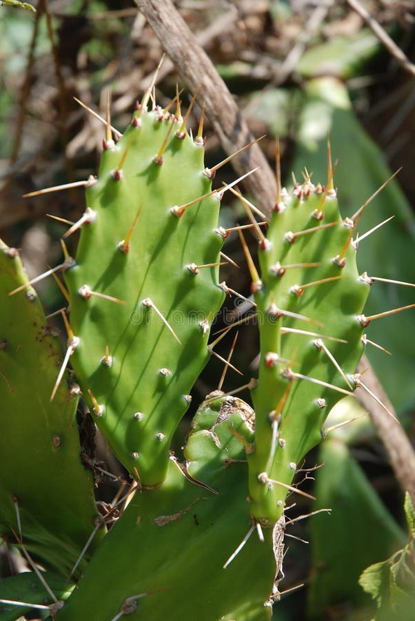 Cactus Spines stock image. Image of structure, houseplant - 74064215