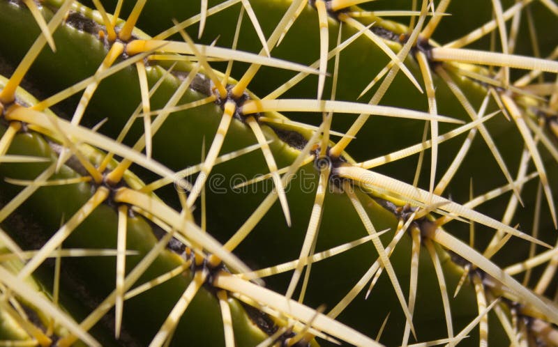 Cactus Spines stock photo. Image of plant, nature, garden - 29638178