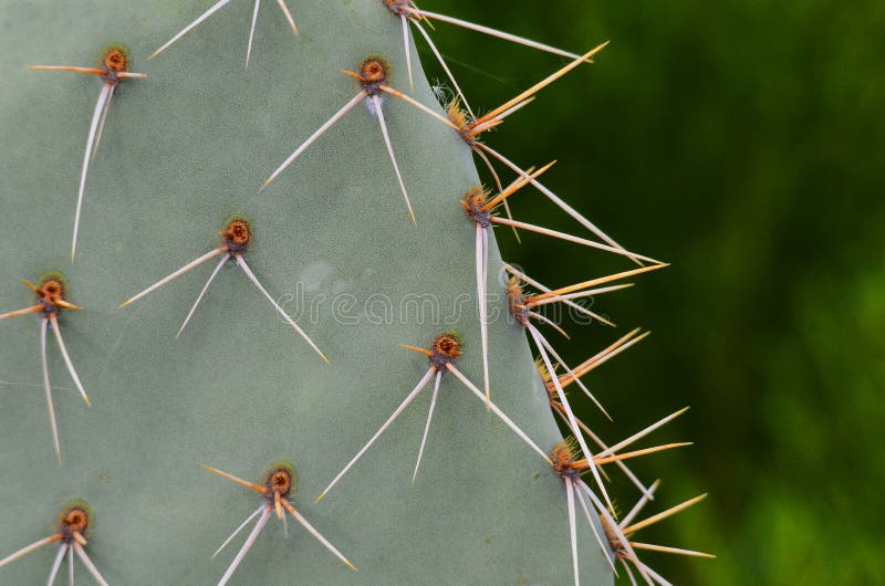 Cactus Spines stock image. Image of structure, houseplant - 74064215