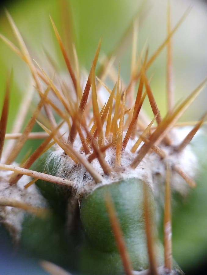 Cactus spines stock image. Image of branch, wildlife - 274459751
