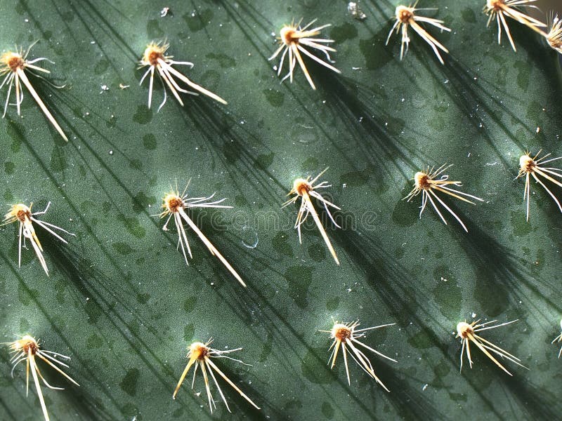 Cactus with Spines stock image. Image of desert, cactus - 43222073