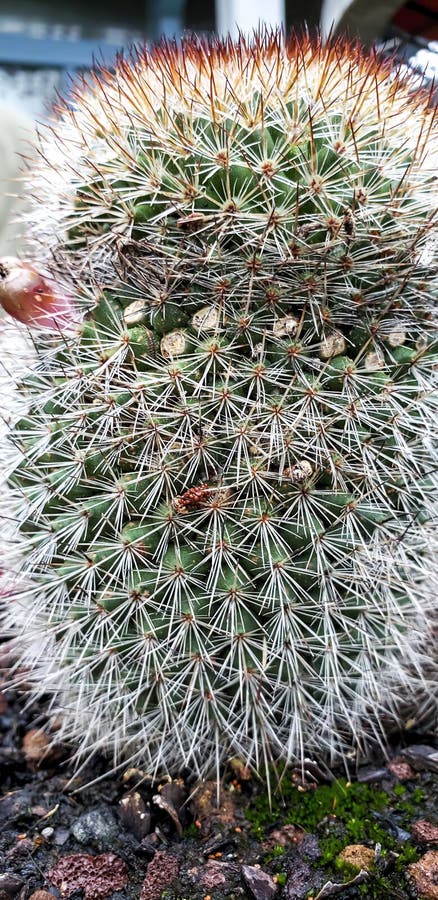Cactus with Spiny External Needle-like Structures in a Pot in a Nursery ...