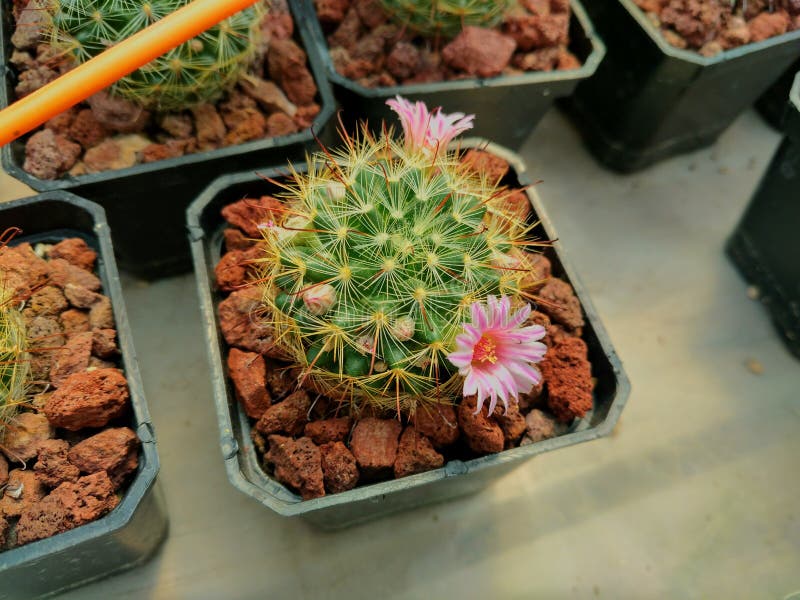 Cactus in spring stock image. Image of cactus, succulent - 89044251