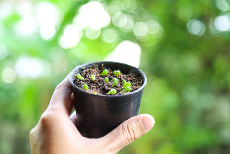 Cactus Sprout with the Light Stock Image - Image of cactus, growth ...