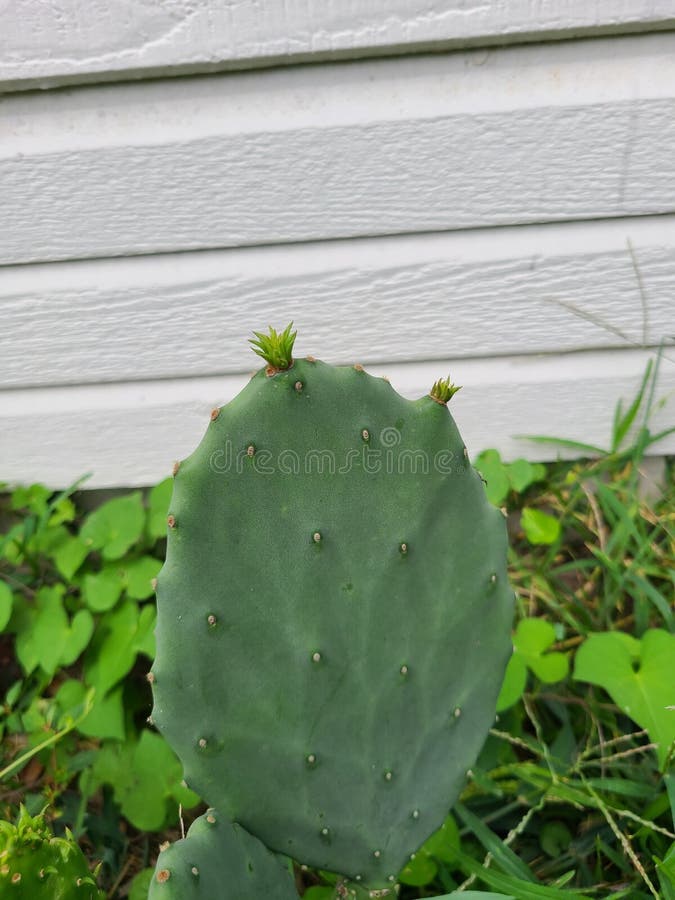 A Close Up View of the Buds on the Cactus Stock Photo - Image of flower ...