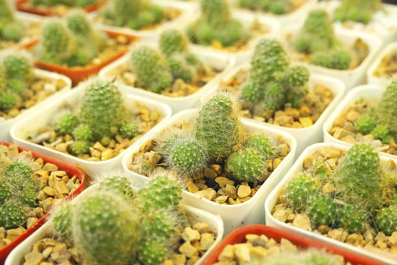 Cactus square stock image. Image of globe, crops, bloom - 85495517