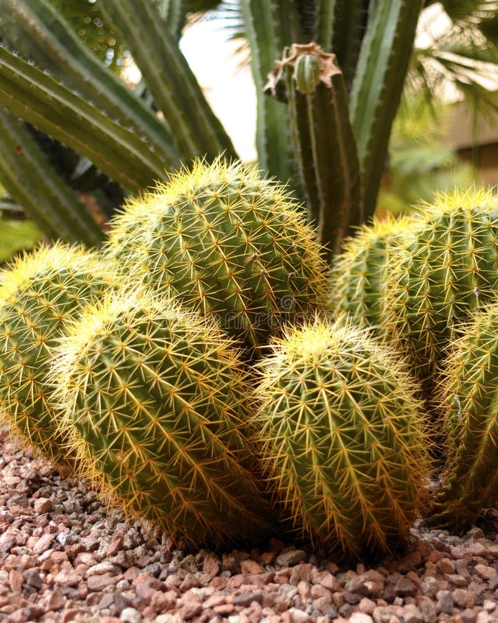 Cactus stock photo. Image of green, plant, water, flower - 49224868