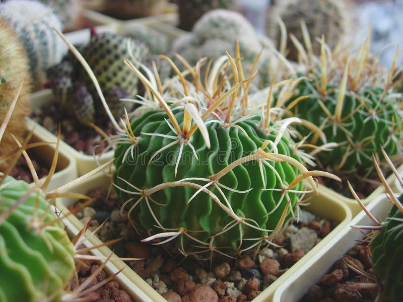 Cactus Stenocactus Lloydii L1008 with Wavy Ribs Stock Image - Image of ...