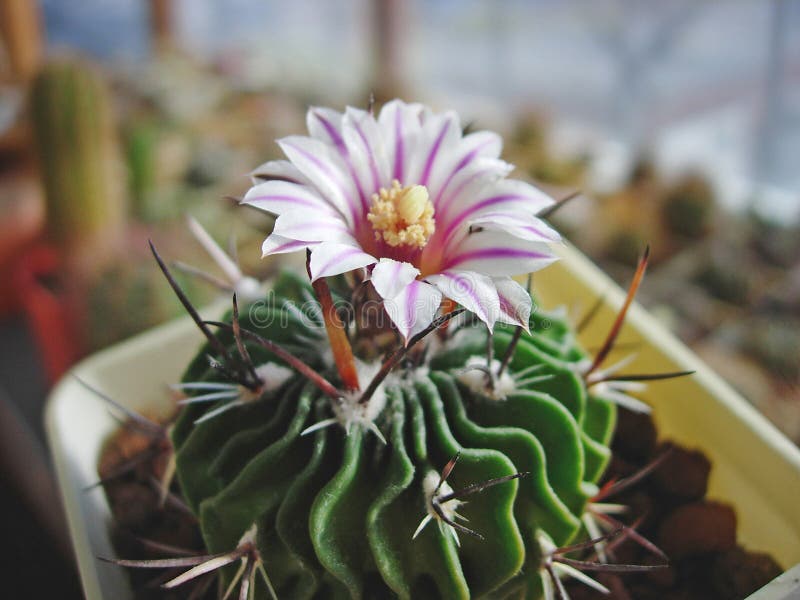 Cactus Stenocactus Phyllacanthus Var. Violaciflorus SB107 with Flower ...