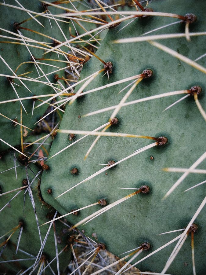 Cactus stings stock image. Image of sting, defend, green - 1741463