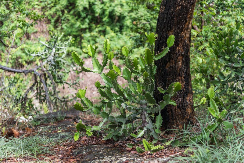 Cactus Succulent Plant In Mountain Rain Forest Stock Image - Image of ...