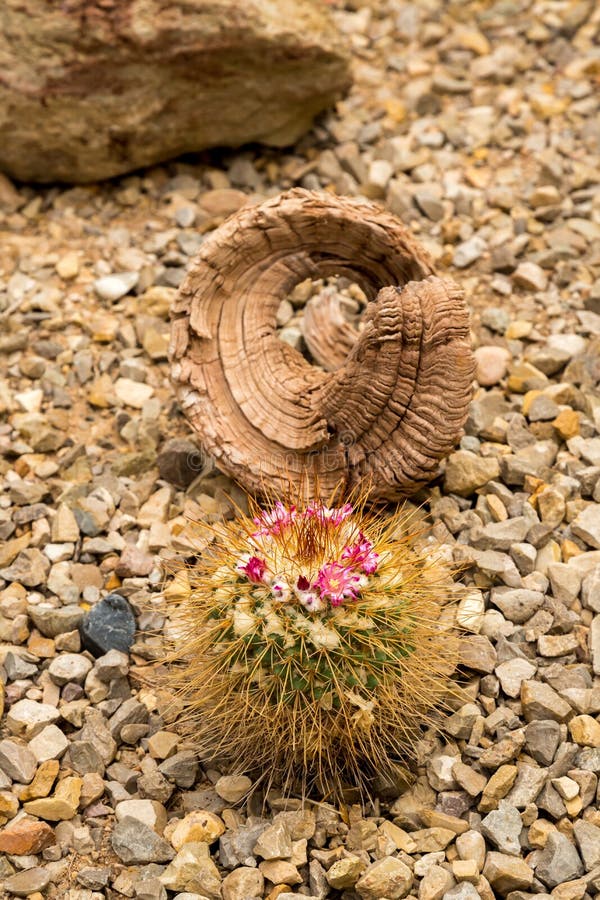 Cactus and succulents stock photo. Image of spines, garden - 68285702