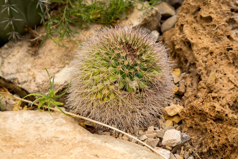 Cactus and succulents stock image. Image of fence, living - 68285859