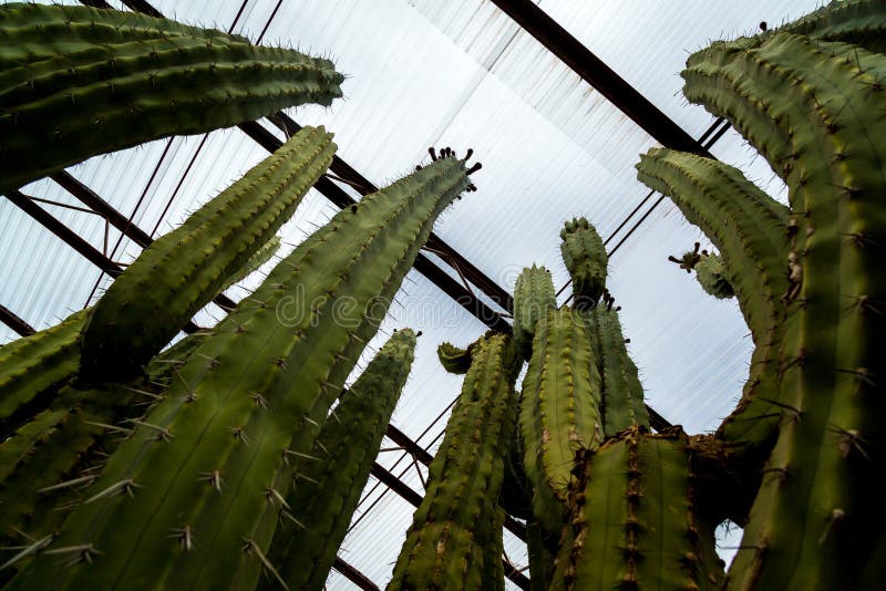 Cactus and succulents stock image. Image of amazing, desert - 68285941
