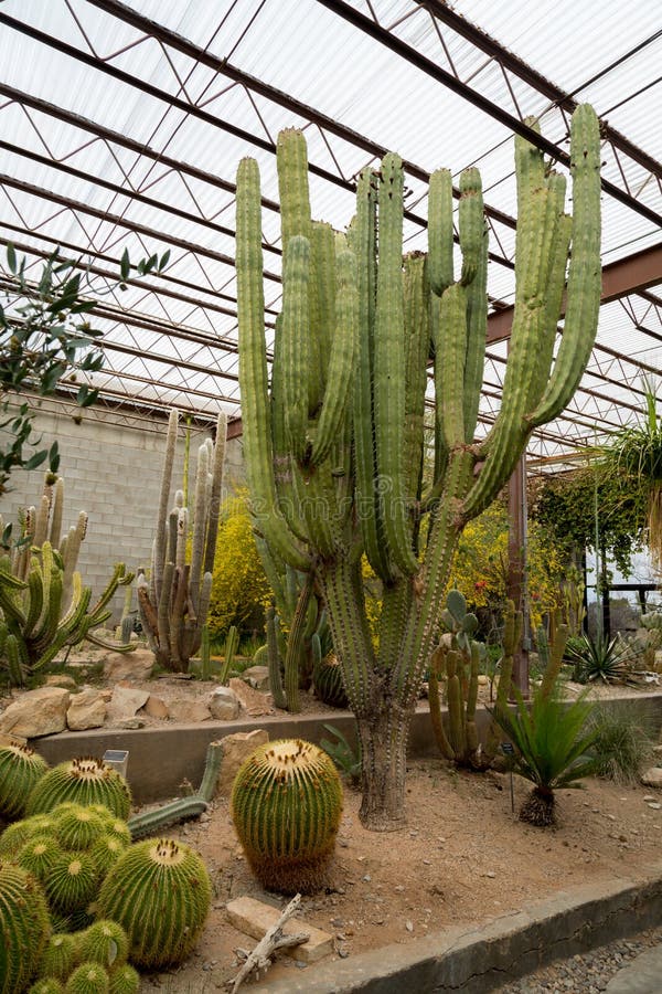 Cactus and succulents stock image. Image of plants, nature - 68285957