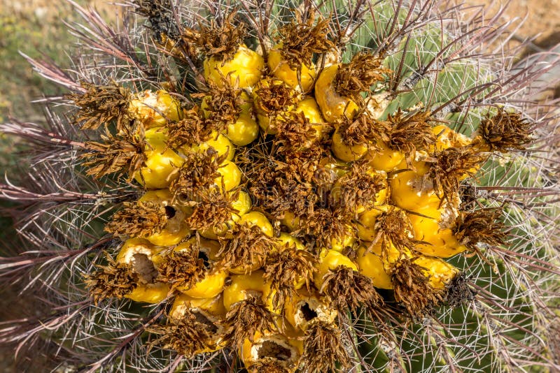 Cactus and succulents stock photo. Image of desert, interesting - 68286050
