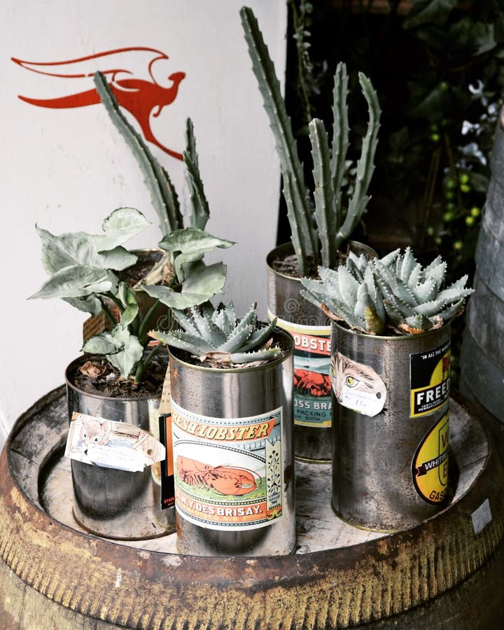 Cactus and succulents editorial stock image. Image of cactus - 208974264