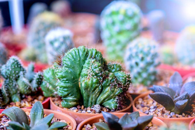 Cactus, sugar palm leaf stock image. Image of tree, earth - 86591139