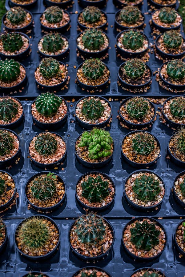 Cactus tree in the garden stock photo. Image of wood - 114745080