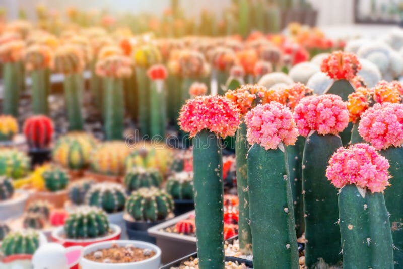 Cactus, Sugar Palm Leaf for Decoration, Stock Photo - Image of floral ...