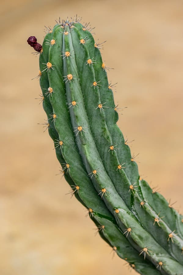 Cactus, Sugar Palm Leaf for Decoration, Stock Image - Image of green ...